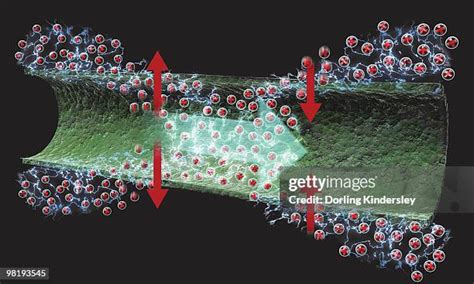 Depolarization Photos And Premium High Res Pictures Getty Images