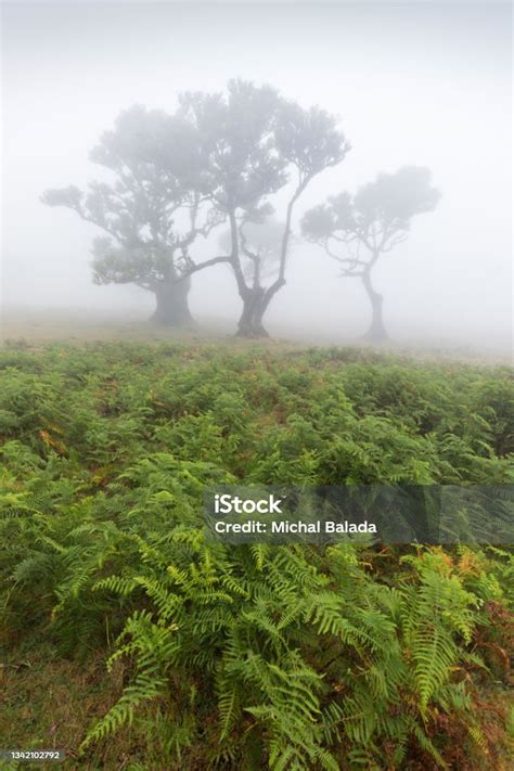 포르투갈 유네스코세계문화유산으로 지정된 마데이라의 파날 로리실바 숲에 있는 마법의 풍토성 월계수 나무 비오는 날에 짙은 안개
