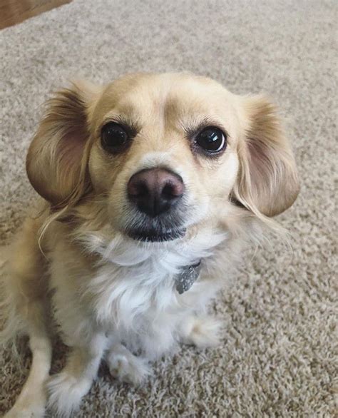 Chihuahua Cocker Spaniel Mix