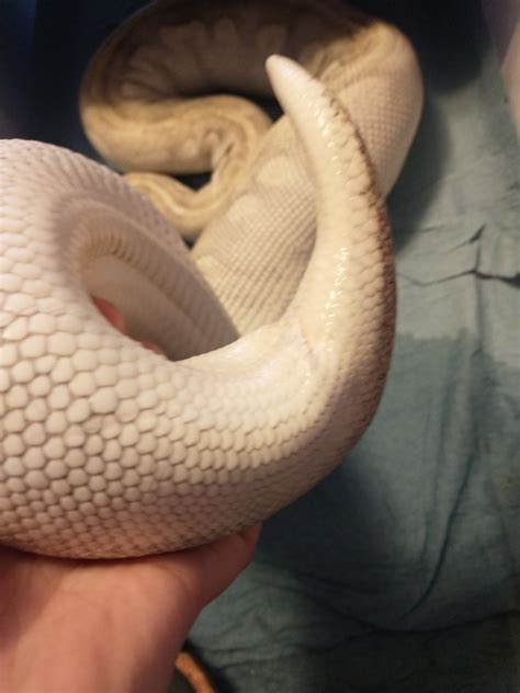 Ball Python Ovulation Ball Pythons MorphMarket Reptile Community