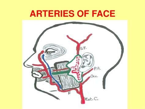 Ppt Face Clinical Anatomy Powerpoint Presentation Free Download