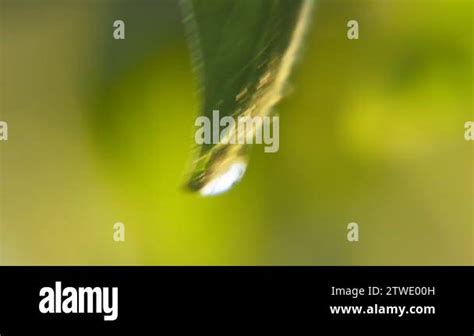 Rain Blobs Stock Videos Footage HD And K Video Clips Alamy