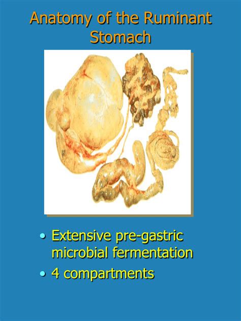 Rumen Anatomy
