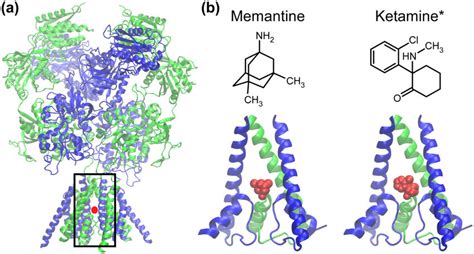 Nmda Antagonist How It Works