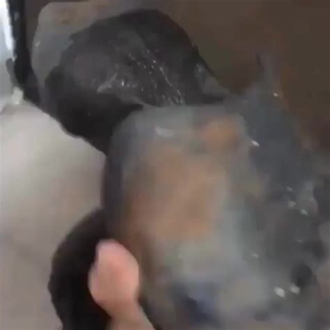 The Big Headed Turtle Album On Imgur