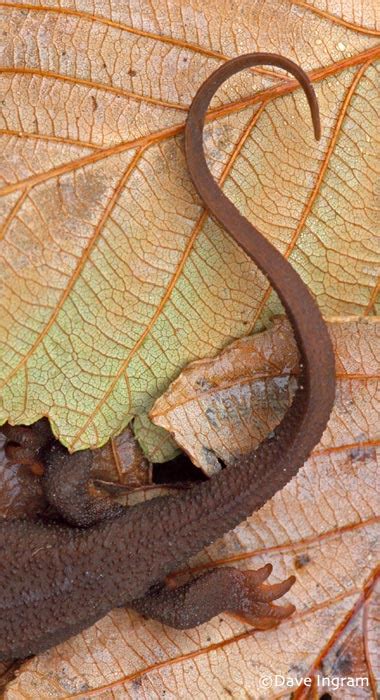 Tail Of A Newt