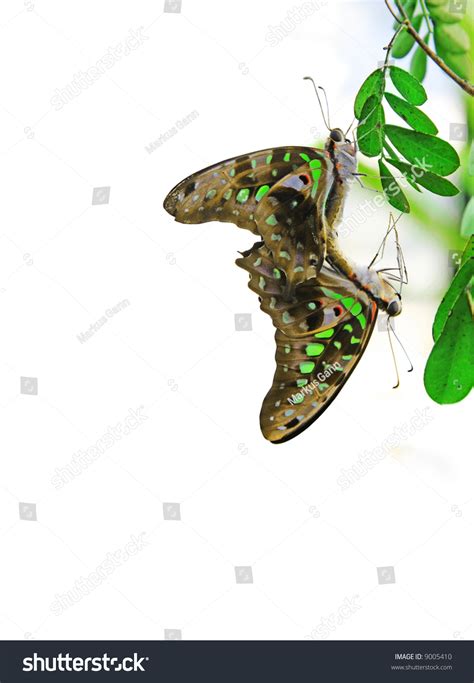 A Photograph Of Two Beautiful Butterfly Having Sex Stock Photo Shutterstock