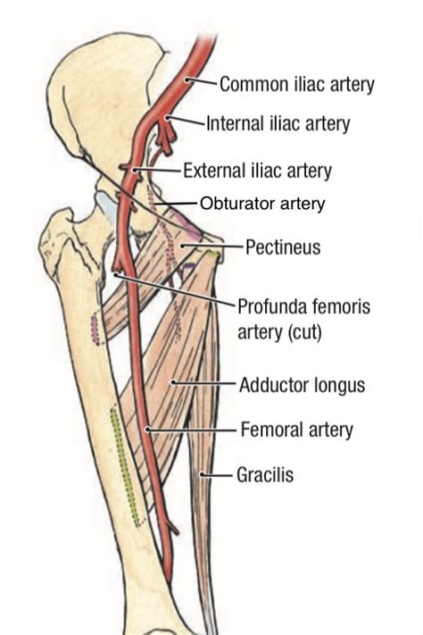 Structures That Pass Above And Below Pectineus Muscle