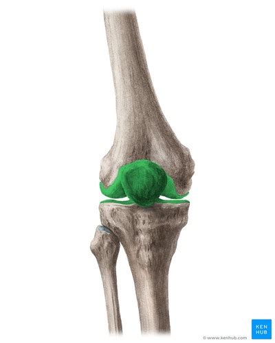 Articulations Muscle Anatomy And Muscle Functions Flashcards Quizlet