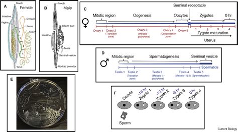 Ascaris Current Biology