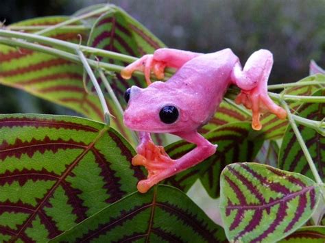 Pink Tree Frog A Stunning Amphibian