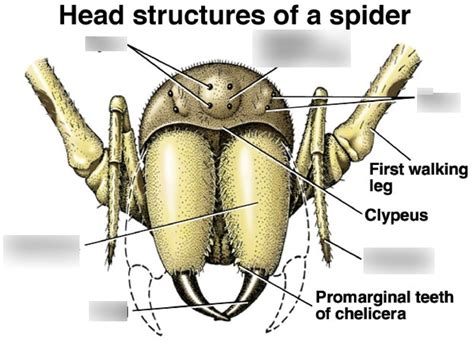 Subphylum Chelicerata Diagram Quizlet
