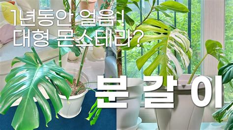 분갈이하는 날 여름 오기 전에 얼른 해치우자고요 Youtube