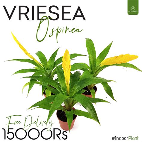 Vriesea Ospinae Plant Plantroops