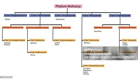 Phylum Mollusca Classification Illustration High Res Vector Graphic