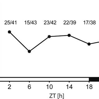Photoperiodic Timer And Circadian Clock In P Apterus Males A Download Scientific Diagram