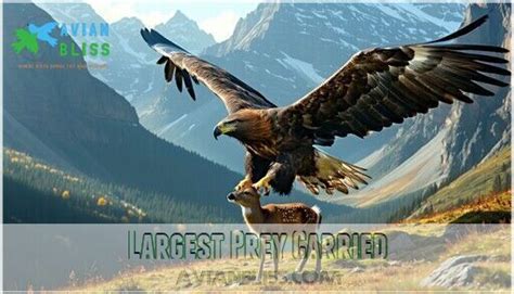 Golden Eagle Facts Size Habitat Behavior And Conservation Status