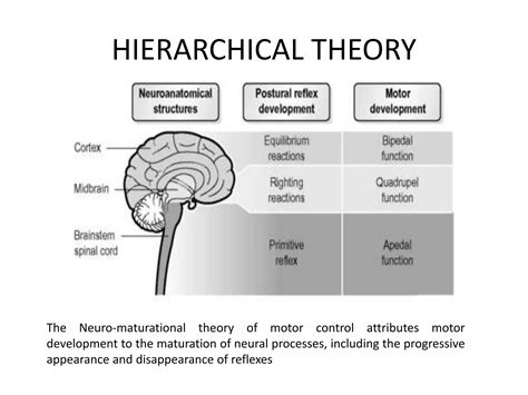 Theories Of Motor Control Pptx