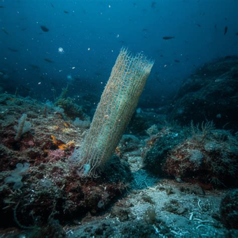 Euplectella Zoologyverse