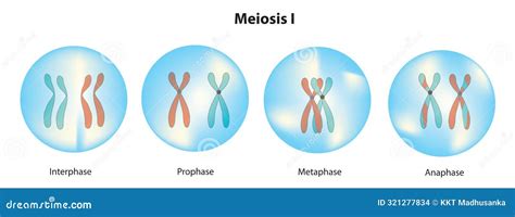 Metaphase Stage Of Mitosis Vector Illustration 251988682