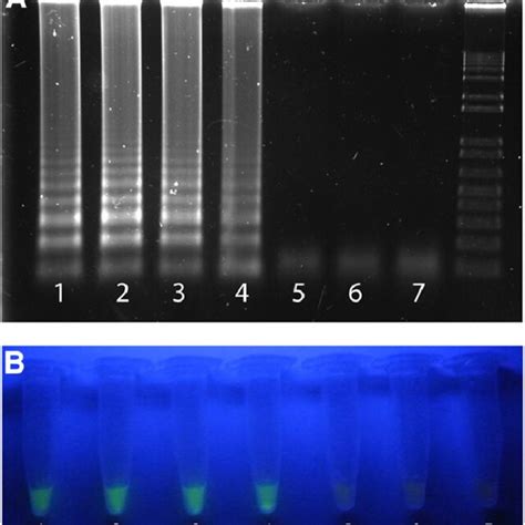 Primers Used For Development Of A Loop Mediated Isothermal Ampli Download Scientific Diagram