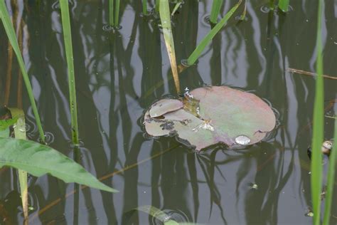 身近な川の水生昆虫を調べてみよう