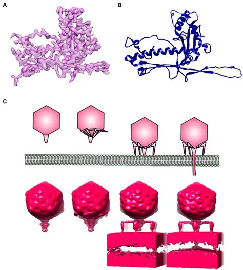 Electron Microscopy Em Of Phages A An Electron Density Map Of A Download Scientific