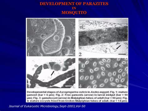 The Vector Mosquitoes Pptx