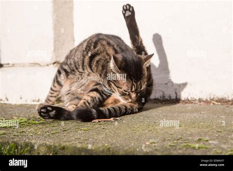 Cat Licking Hi Res Stock Photography And Images Alamy