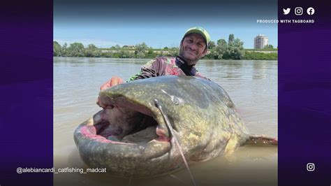 Check Out The Size Of This Catfish And Yes The Massive Fish Was