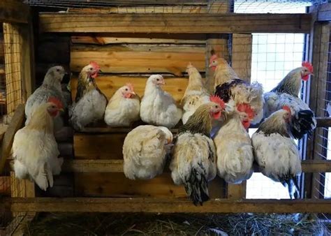 8 Best Tips How To Set Up Chicken Roosting Bars