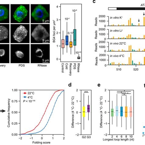 Rna G Quadruplex Regulates Plant Cold Responsive Growth A Schematic Of Download Scientific