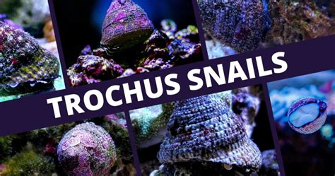 How To Care For Trochus Snails A Complete Guide