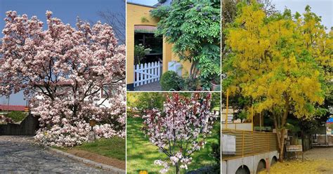 21 Best Fragrant Trees Trees With Scented Flowers 21 Best Fragrant Trees Trees With Scented Flowers