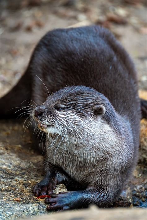 Cute Otter Clawed Free Photo On Pixabay