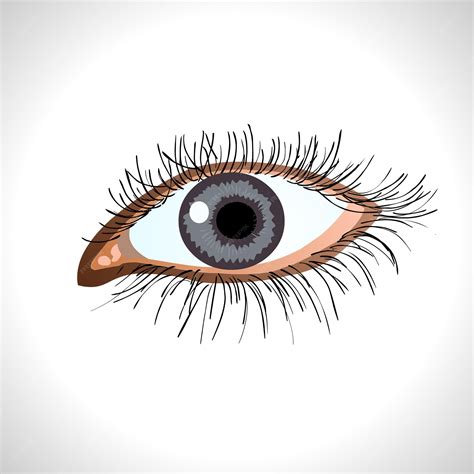 Eye Isolated Illustration Premium Vector