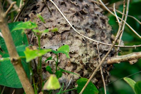 An Ant Nest Made Of Dry Leaves On A Tree Stock Image Image Of Flower Soil 259327329 An Ant Nest Made Of Dry Leaves On A Tree Stock Image Image Of Flower Soil 259327329