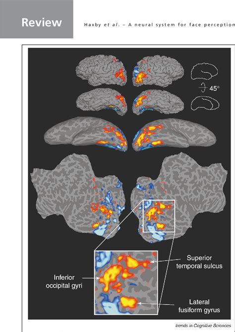 Figure 3 From The Distributed Human Neural System For Face Perception Semantic Scholar