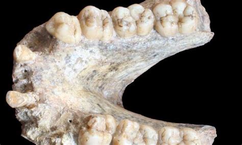 A Gigantopithecus Blacki Mandible P1 M2 74mm Credit Prof Wei Wang