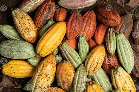Stack Of Group Cocoa Pods Stock Image Image Of Chocolate 278713641