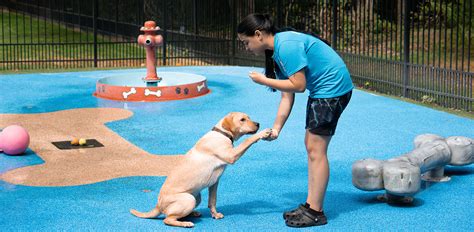 The “how” Of Dog Trainingan Important Training Tip Playful Pups Retreat