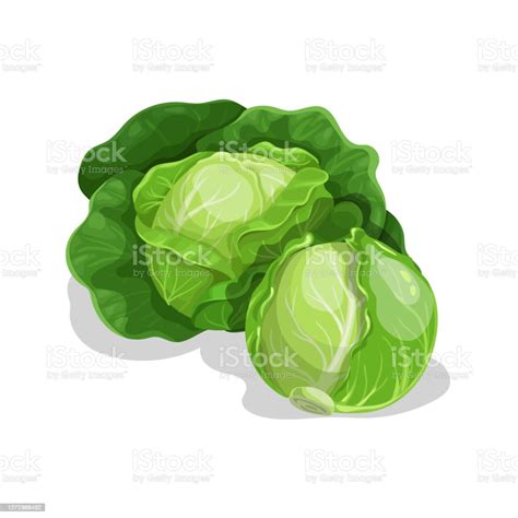 만화 트렌디 한 스타일의 양배추 그룹 건강한 음식 정원에서 만 만 신선한 채소 농장 샐러드에 대한 유기농 에코 야채 흰색 배경에서 격리된 벡터 그림입니다 개체 그룹에 대한