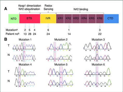 Keap1 Mutations In Eoc A Location Of Mutations Within Keap1 Protein