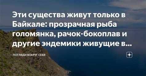 Эти существа живут только в Байкале прозрачная рыба голомянка рачок бокоплав и другие эндемики