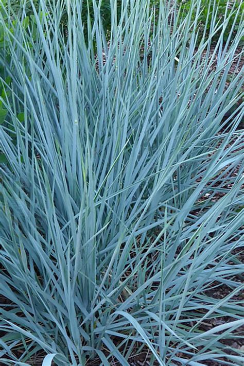 Buy Blue Dune Lyme Grass Free Shipping Wilson Bros Gardens 2 Gallon Pot For Sale Online