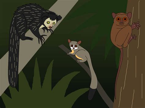 Prosimians At Night By Wildandnaturefan On Deviantart