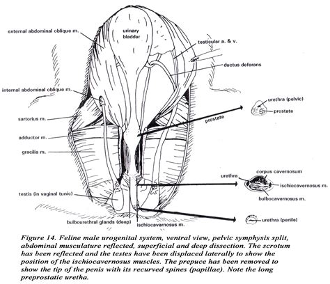 Appendix A Supplemental Feline Notes Dissection Lab Guide For Dog