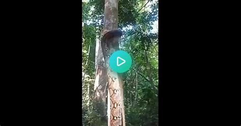 Reticulated Python Climbing The Tree Album On Imgur