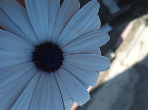 طالب جامعي مستقل