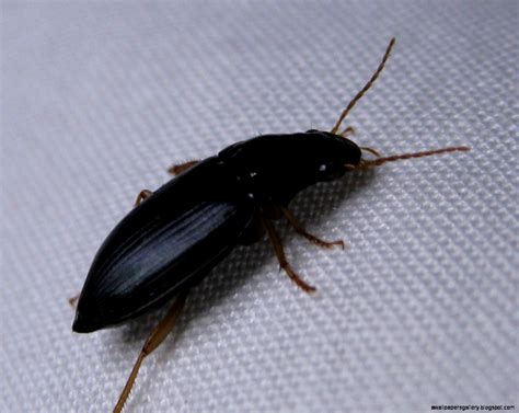 Small Black Hard Shell Flying Bugs In House